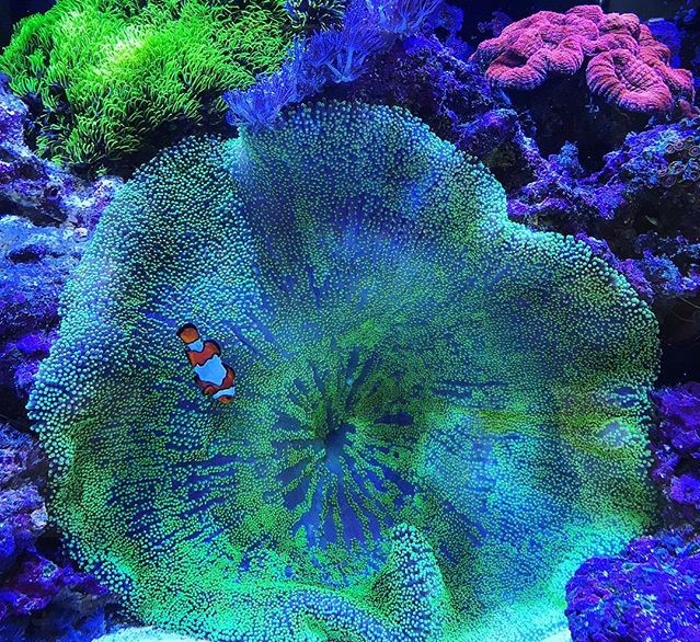 Oceans Aquarium Design's Golan Binder on the Reliability of MarinePure®